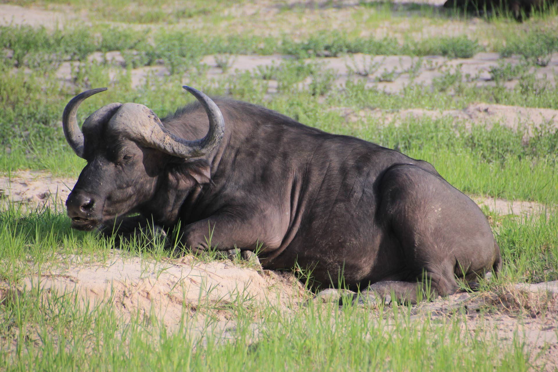 Video of Water Buffalo Sweetly Snuggling a Small Child Is Touching ...