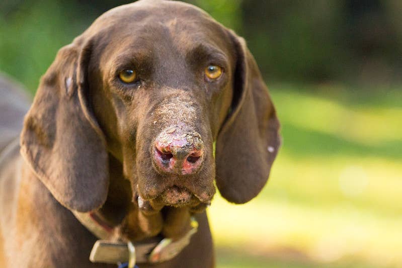 7+ Reasons Your Dog Is Losing Color on the Lips (and What to Do ...