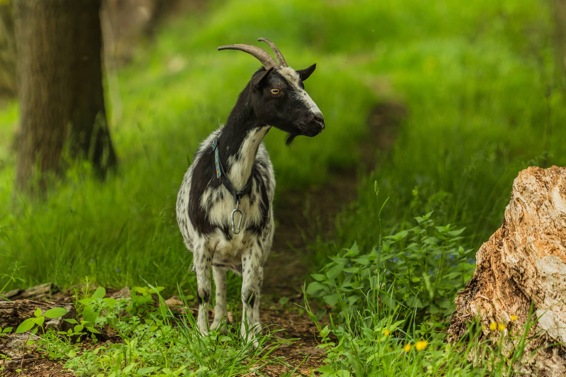 Farm Goat's Unique Little Groans Have People Totally Obsessed - PetHelpful