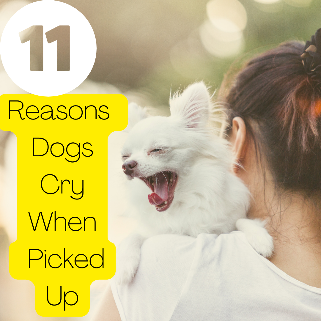 11 Reasons Dogs Cry When Being Picked Up - PetHelpful