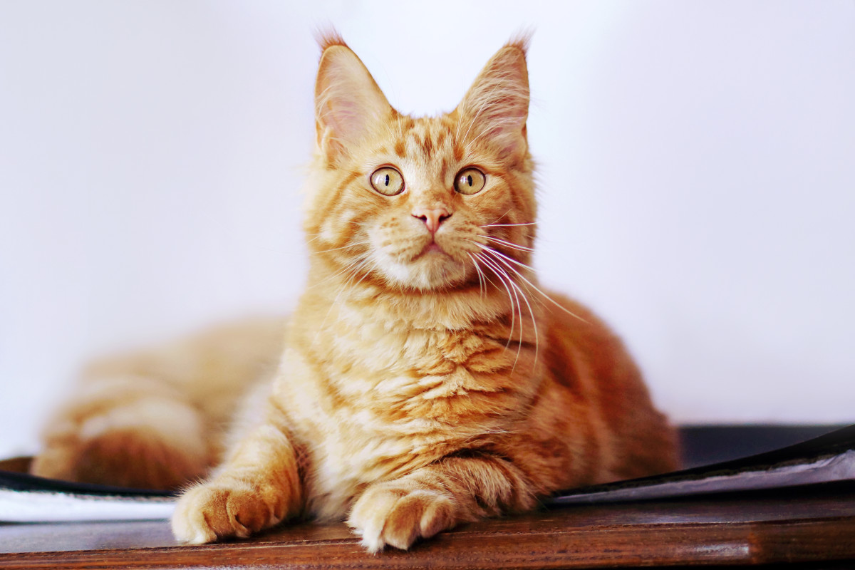 Woman's Boyfriend Lets the Cat Pick Out His Food Each Day and We're ...