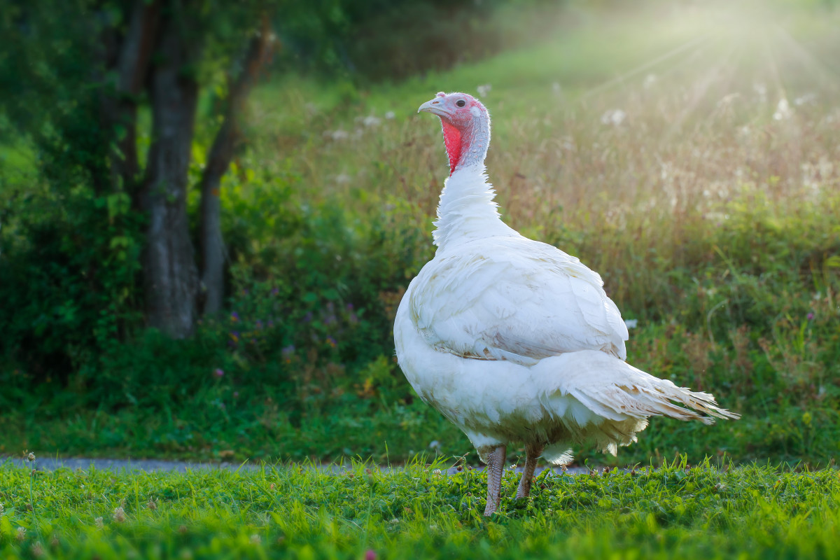 Moment Rescued Turkey Finally Experiences Love Tugs at Our Heartstrings ...