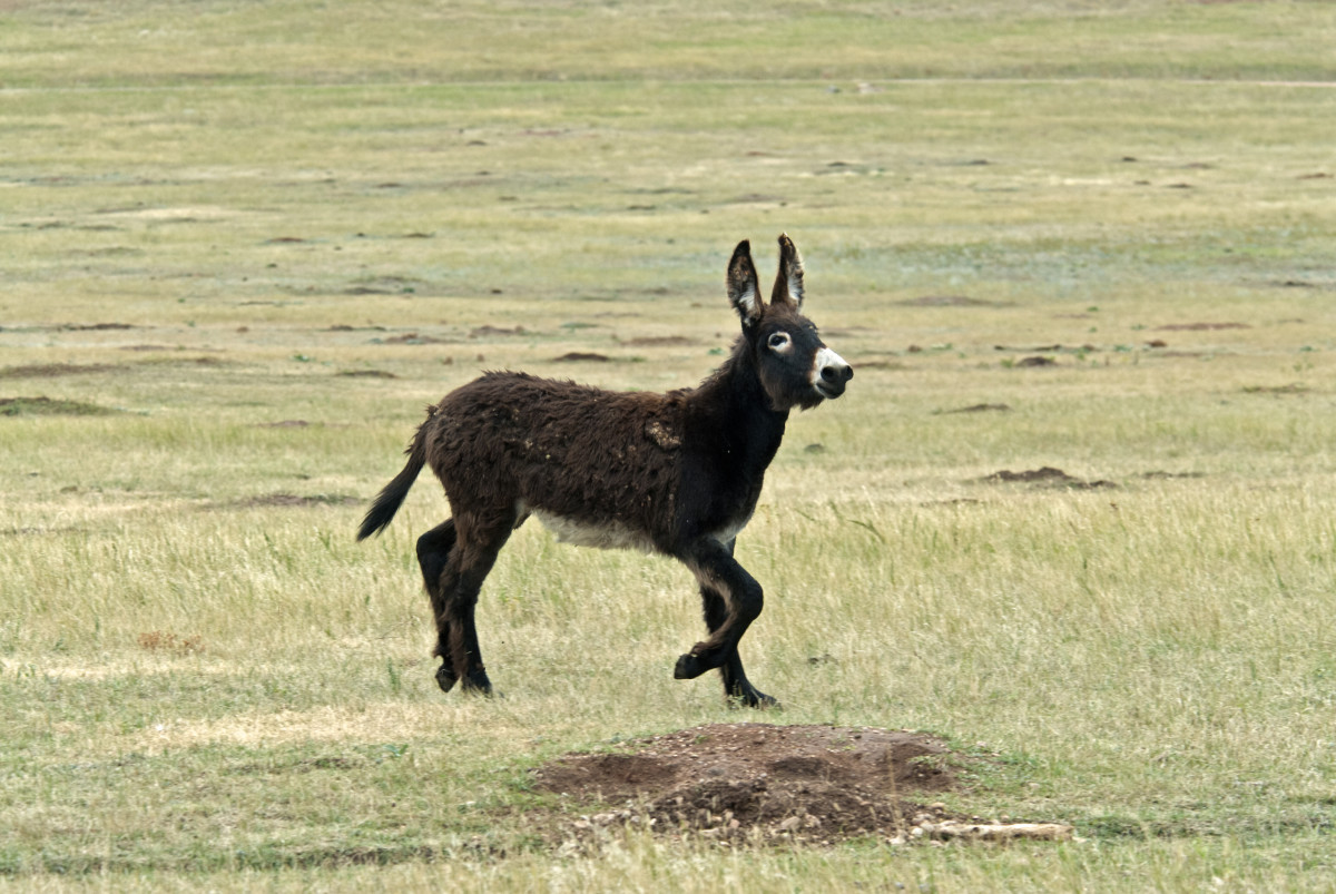 Donkey's Cute Morning Greeting on the Farm Is Impossible to Resist ...