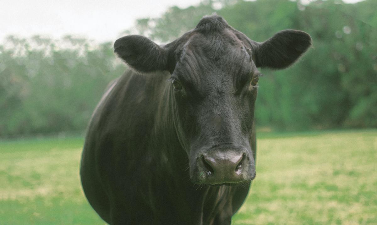 Story of Neglected Cow Meeting Her First Friends at New Sanctuary Is ...
