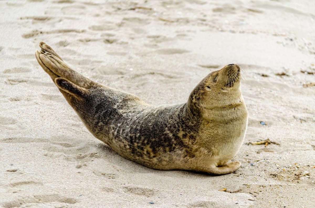 'Neil the Seal' Is Causing Chaos and Total Delight in Tasmania - PetHelpful