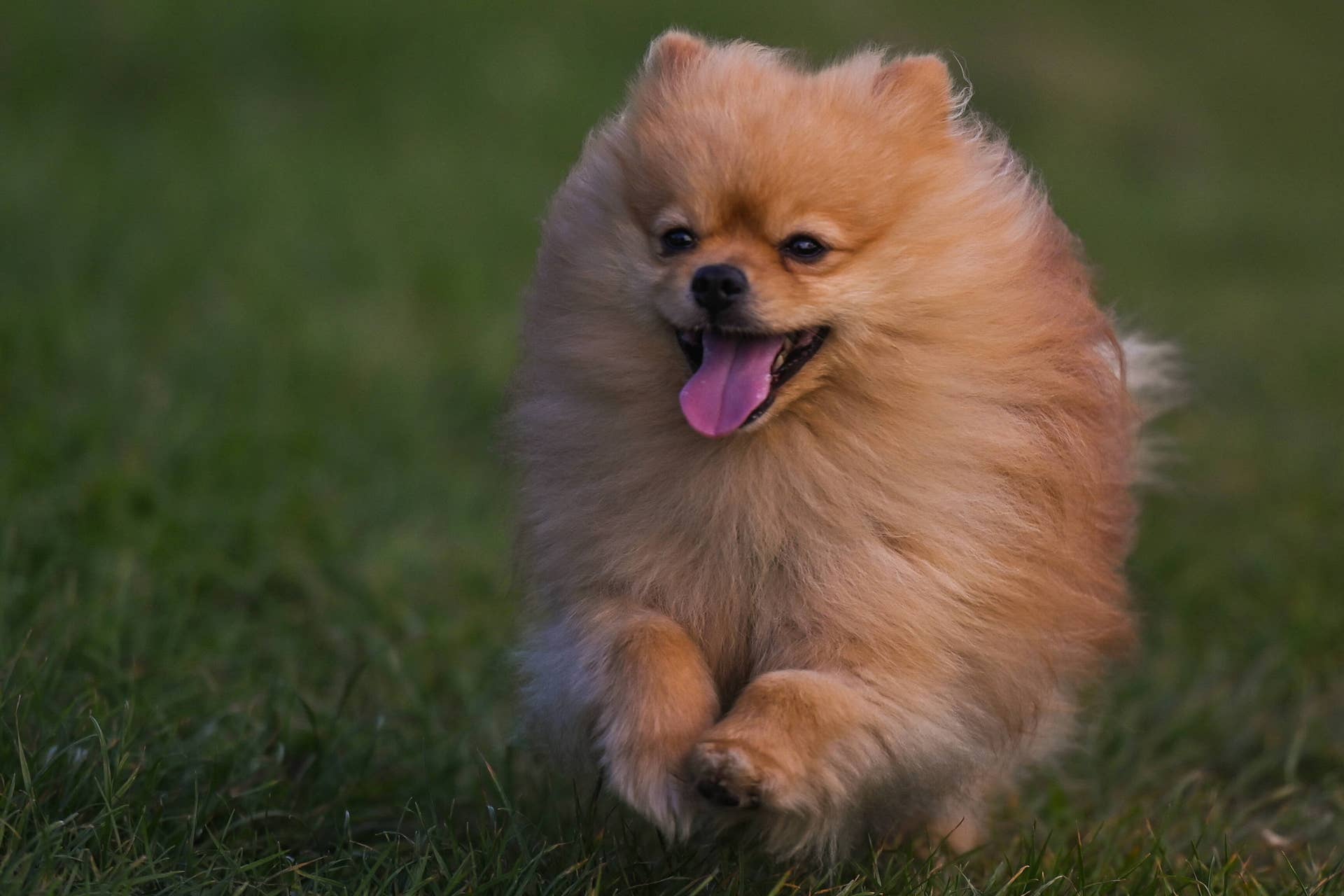 Tiny Pomeranian Fights Mom for a Baguette in Paris in Must-See Video ...