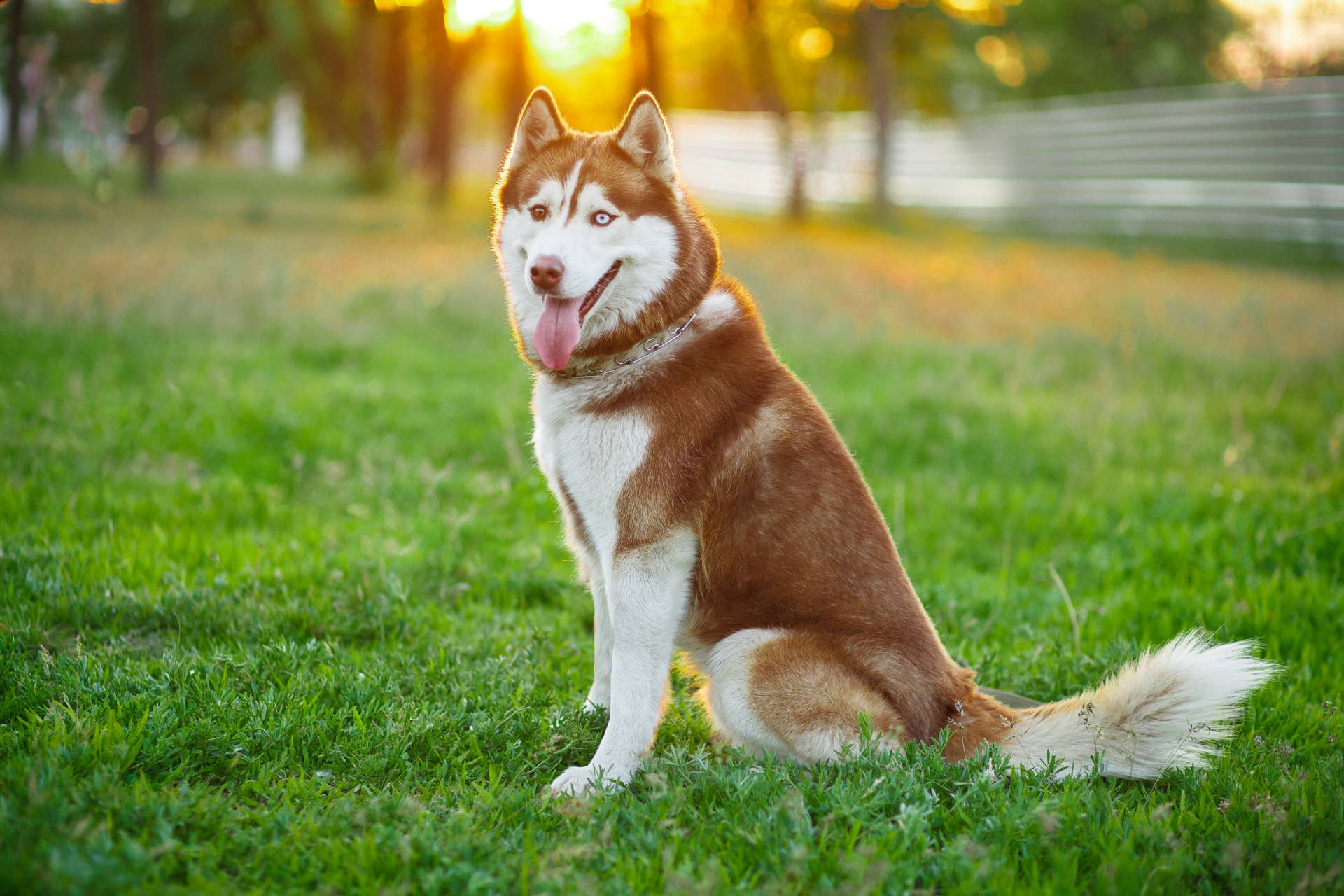 Reason Behind Older Dogs Staring At Their Owners Is Breaking Hearts Reason Behind Older Dogs Staring At Their Owners Is Breaking Hearts
