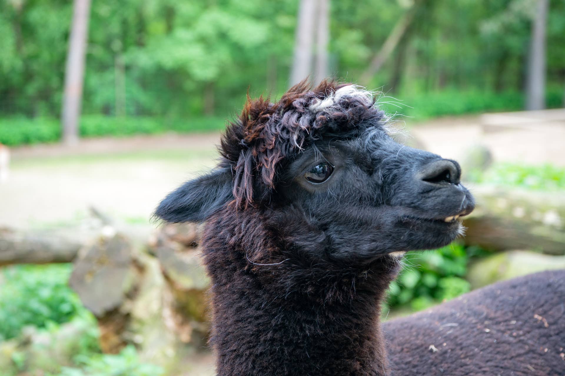 Video of 'Therapy Llama' Visiting Residents at a Nursing Home Totally ...