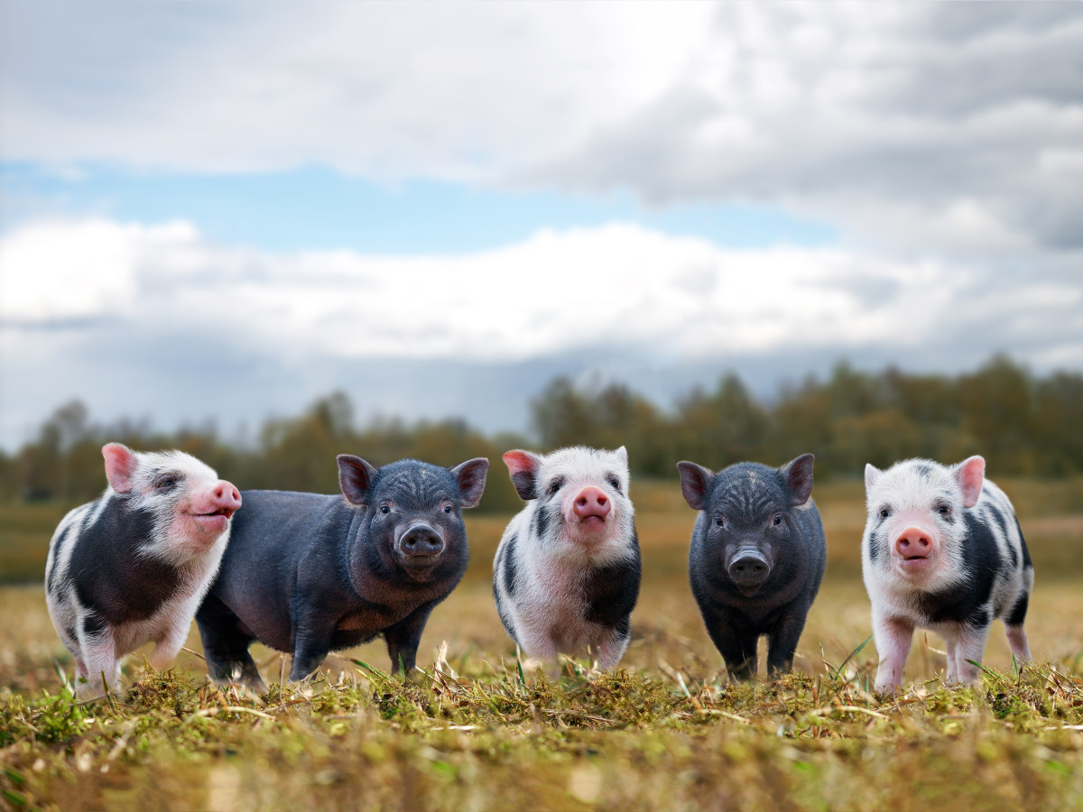 Video of Baby Rescue Pigs Enjoying a Slide at Their Sanctuary Is Simply ...