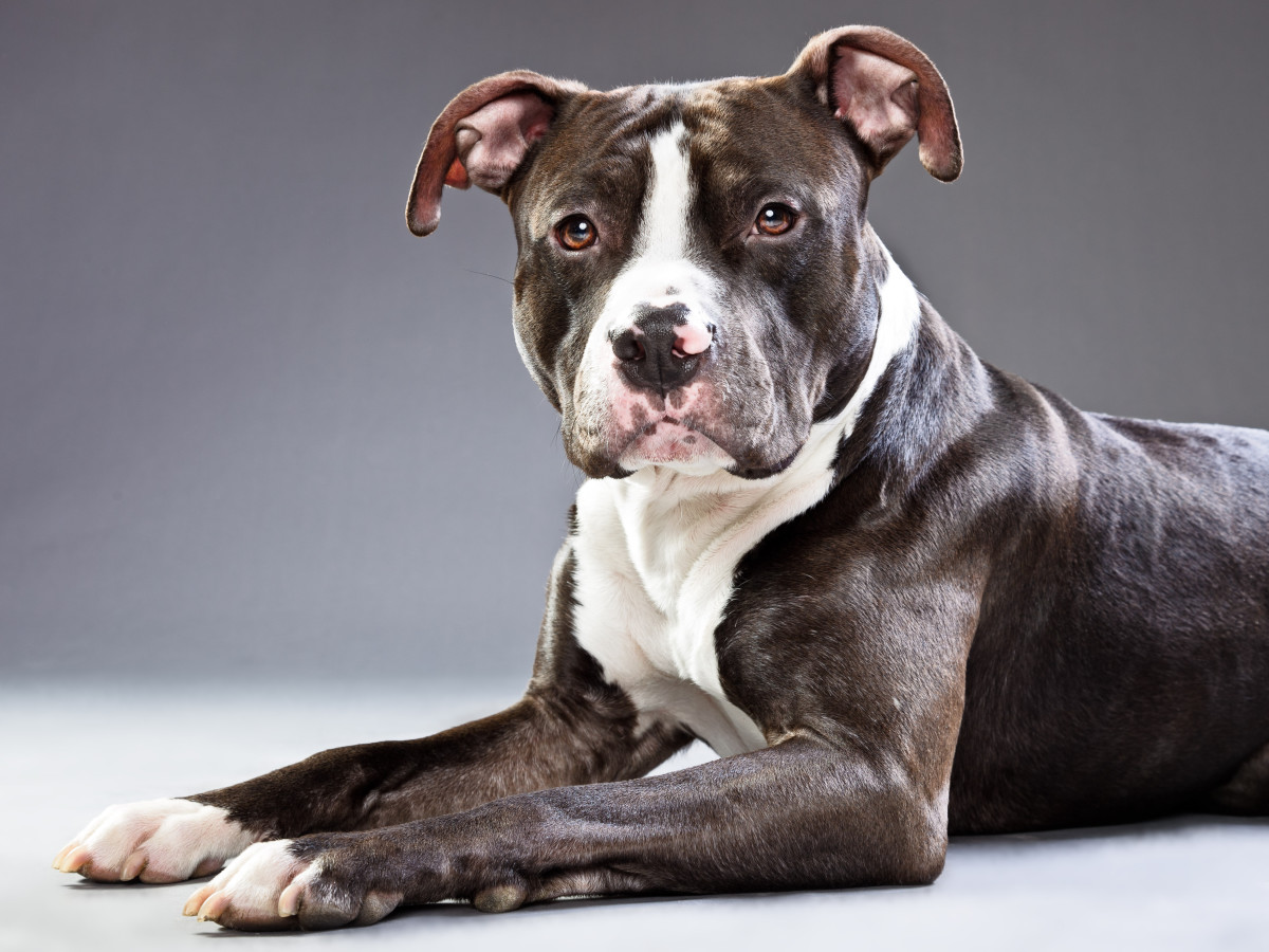 Video of Dog Singing Along on Cue and Sounding Like 'Chris Stapleton ...