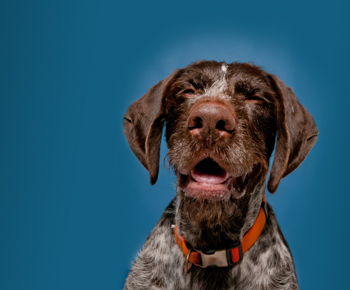 Ursodiol for Dogs and Cats: Uses, Side Effects, and Dosage - PetHelpful