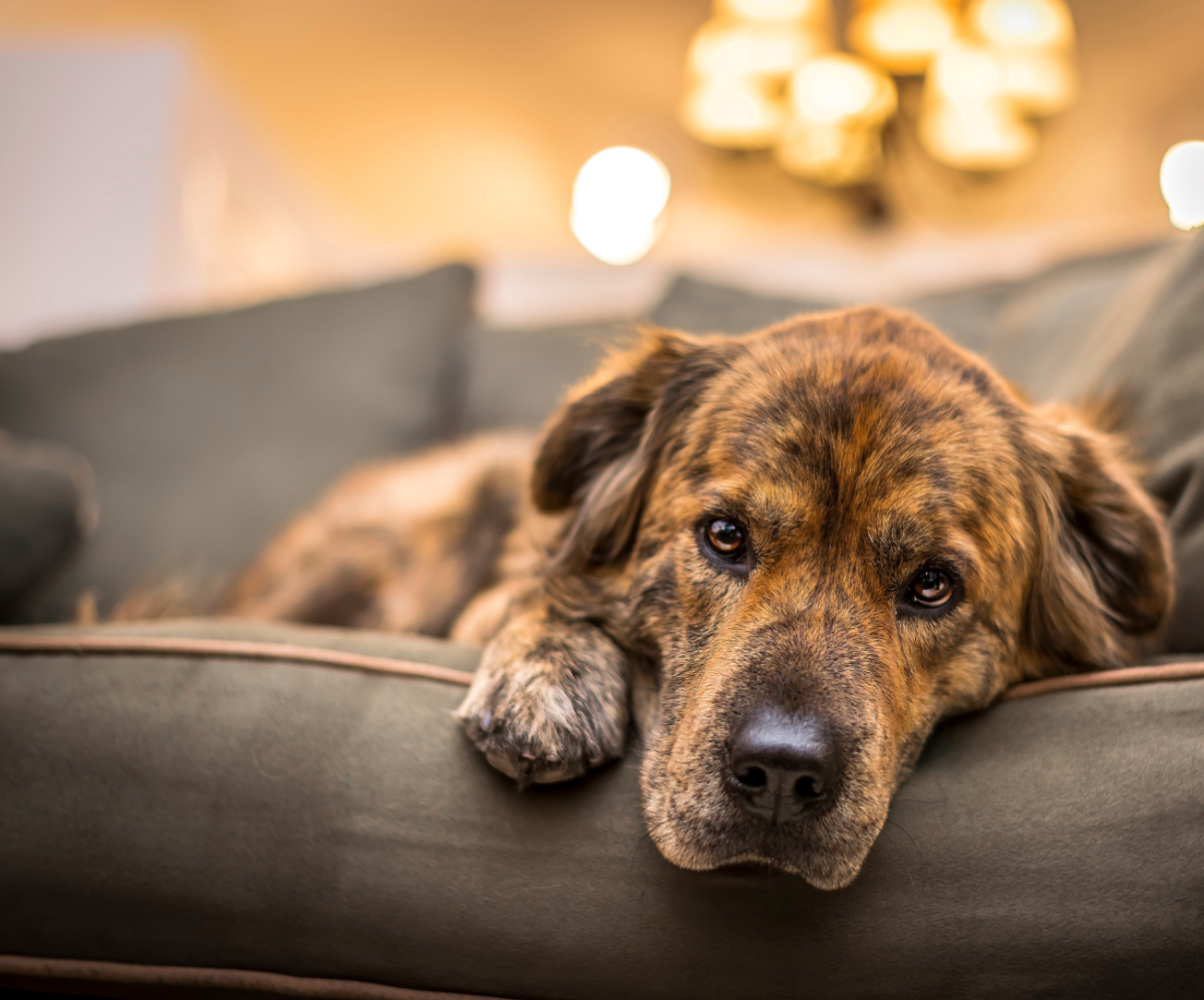 Ursodiol for Dogs and Cats: Uses, Side Effects, and Dosage - PetHelpful