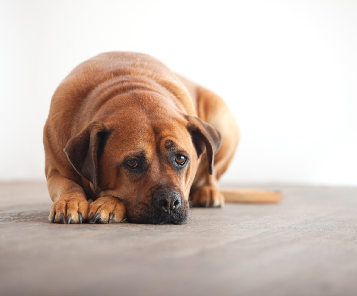 Metronidazole for Dogs: Uses, Side Effects, and Dosage - PetHelpful