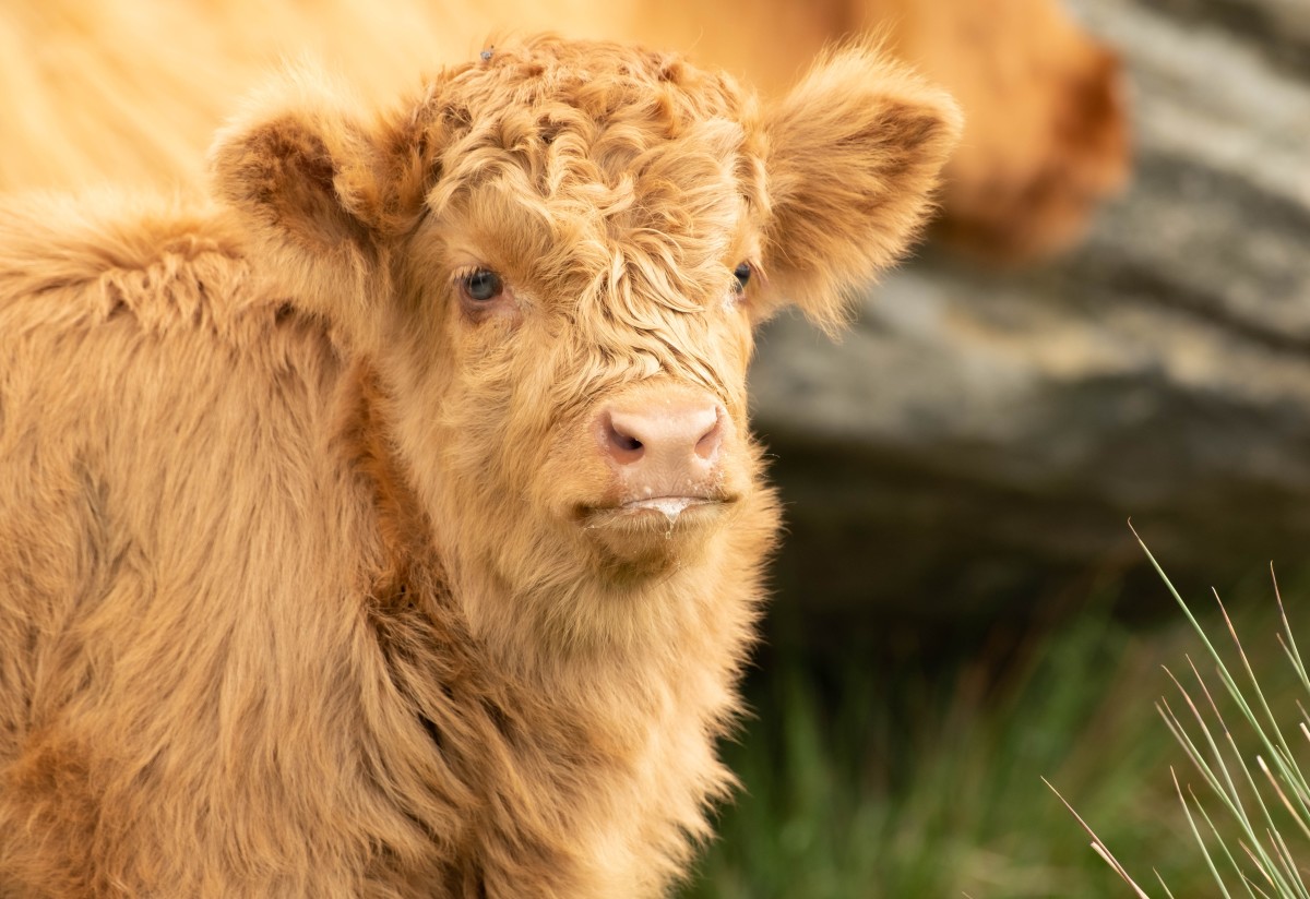 Cow's Adorably Stylish Hairdo Just Made Our Day - PetHelpful News