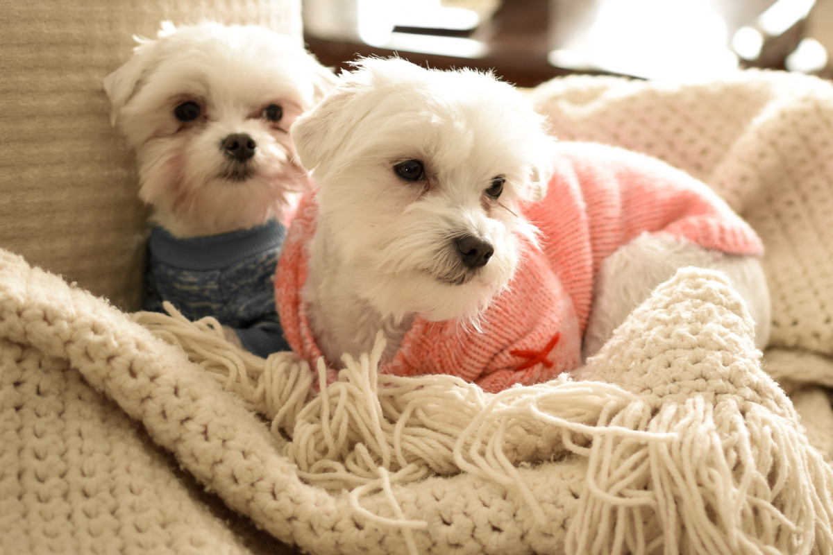 Ridiculously Cute Maltese Pups Have Us Ready for Sweater Weather - Pet News