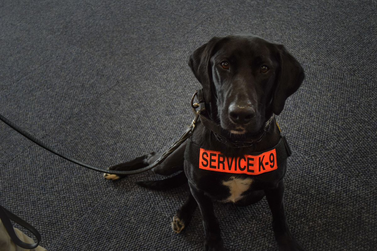 Day in the Life of Labrador Puppy Training To Be a Service Dog Is Too ...