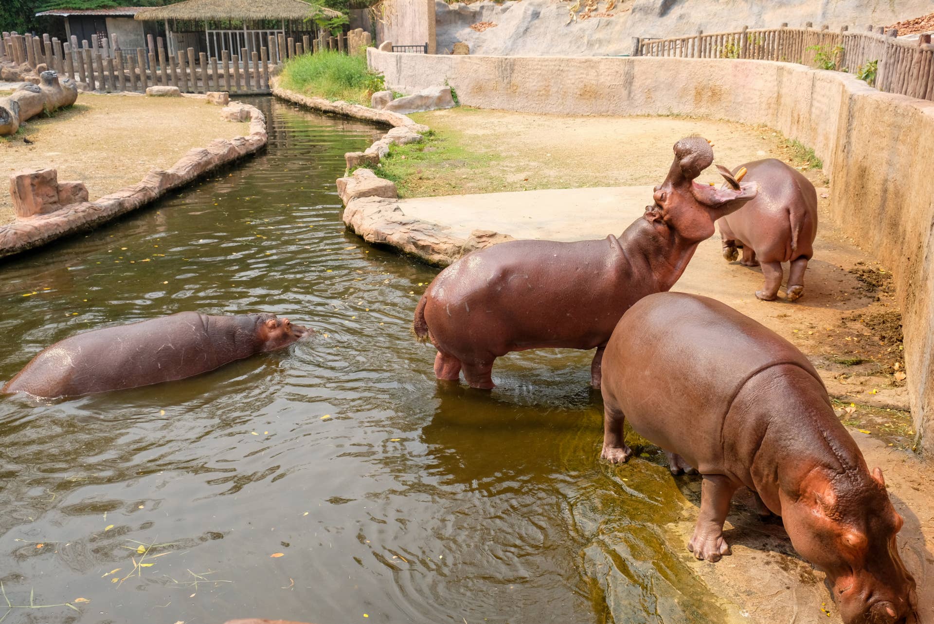 Video of Hippo Enjoying a Pumpkin at Cincinnati Zoo Is Too Cute ...
