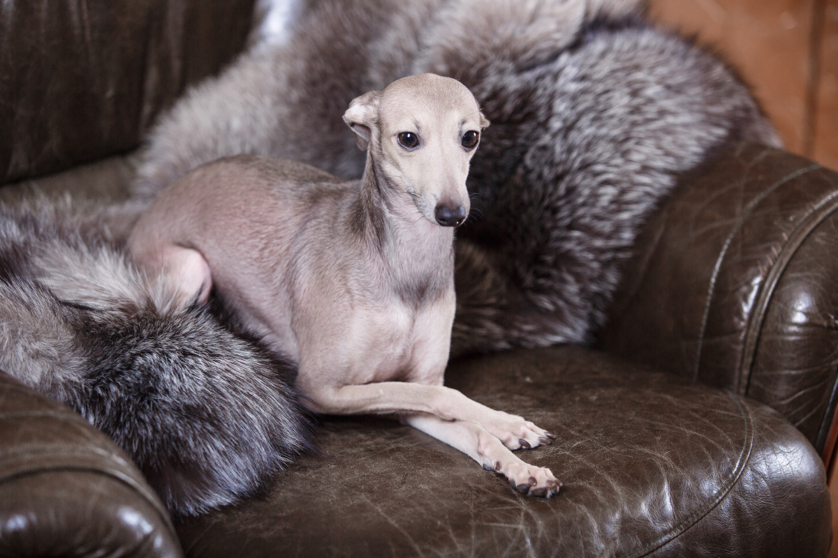 Italian Greyhound Serves Up Fierce Looks In Highly Fashionable Video ...