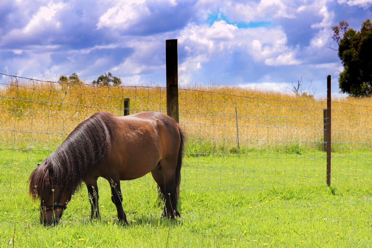 Video of Therapy Horse Giving Love to Nursing Home Resident Has Us in ...
