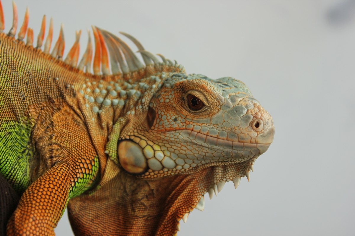 Iguana's Elated Reaction to Mom Coming Back From Vacation Is So Special ...
