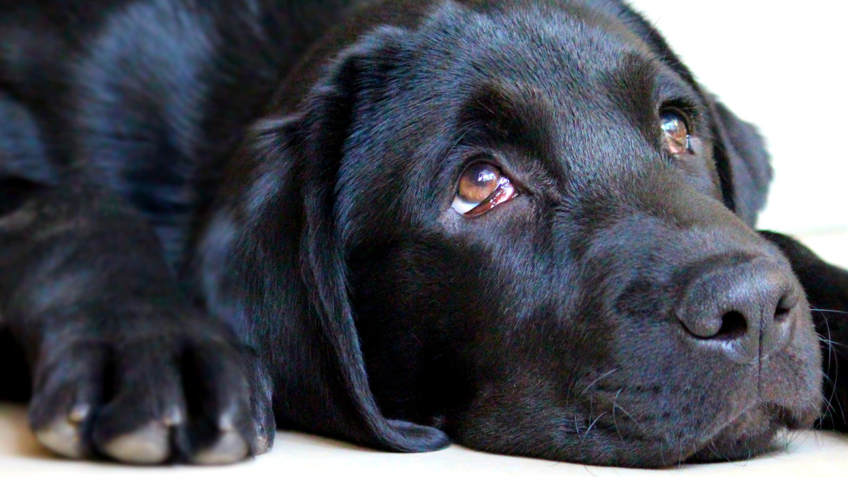 Can You Remove a Blockage in a Dog Without Surgery? - PetHelpful