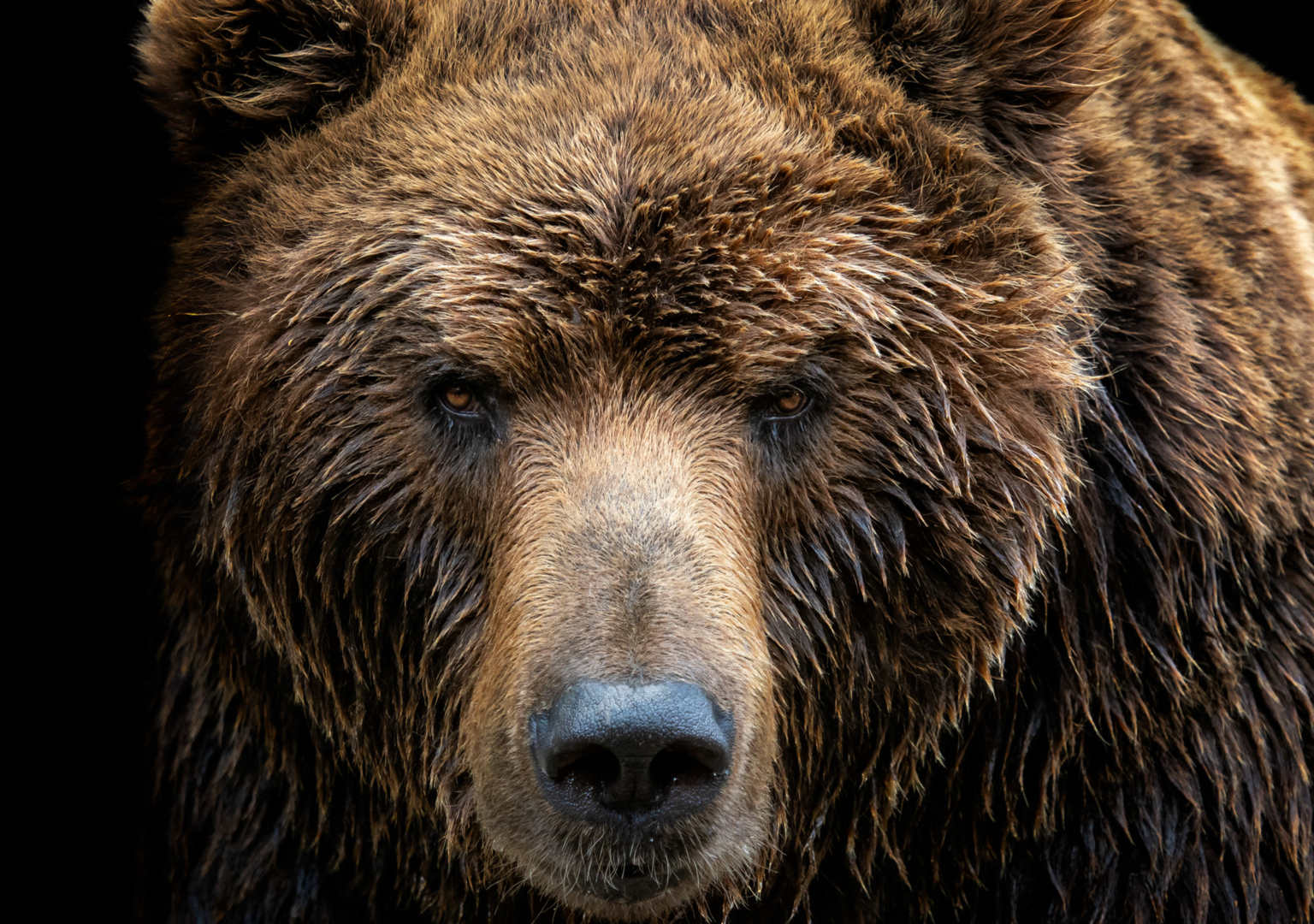 Wildlife Photographer Shares the Story Behind an Intimidating Photo of ...