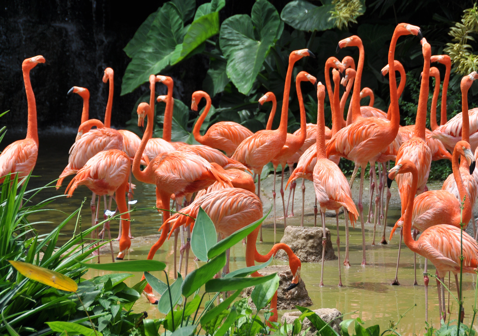 Zoo Miami Shares Funny Joke About Flamingo Mating Rituals - PetHelpful
