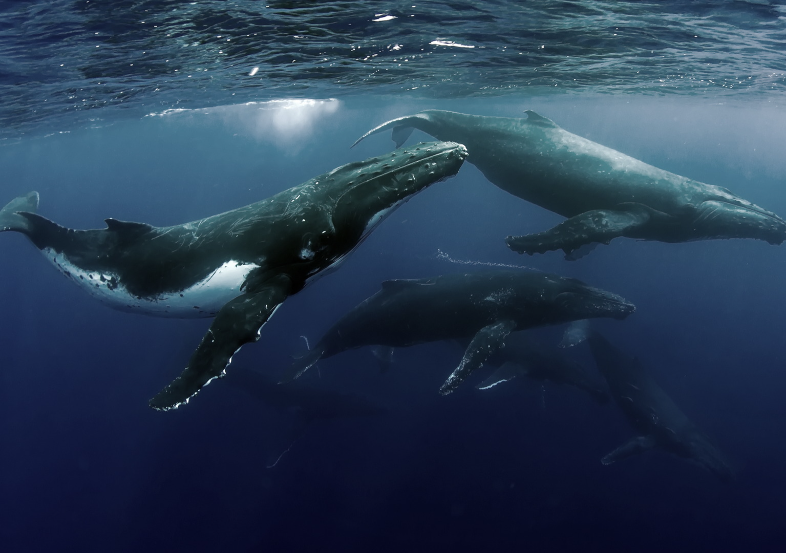 Snorkeler Records the Incredible Sound of Hundreds of Whales Singing ...