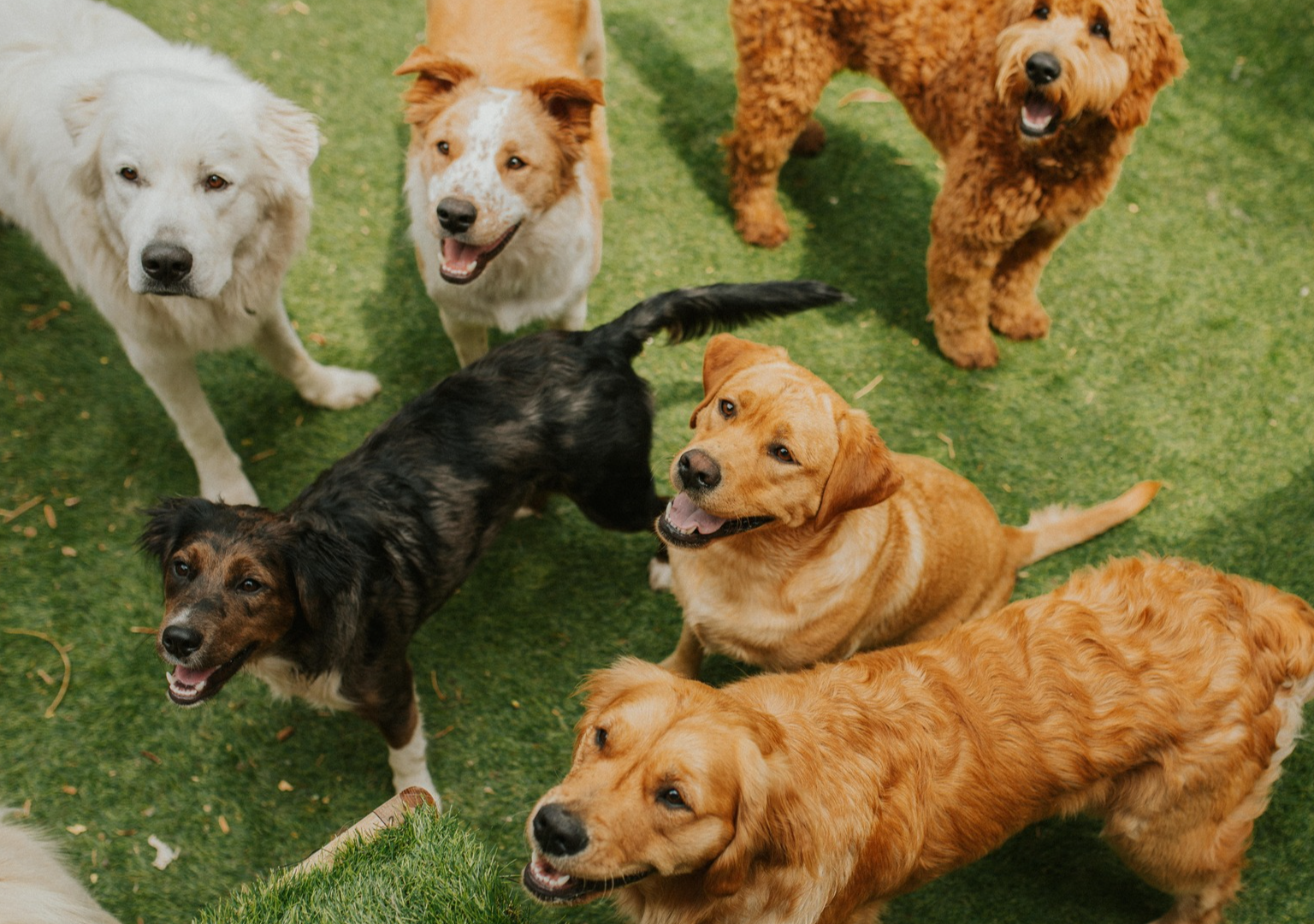 Dogs' Reactions to Hearing Their Names Called at Daycare Have People ...