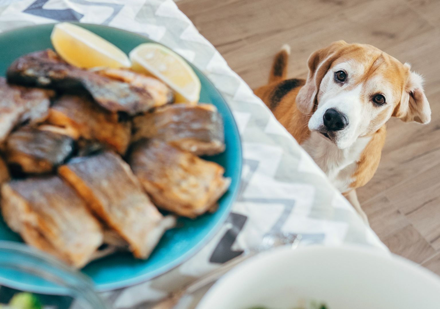 Dog Dad Tries To Cook With His Beagles and Pure Chaos Ensues - PetHelpful