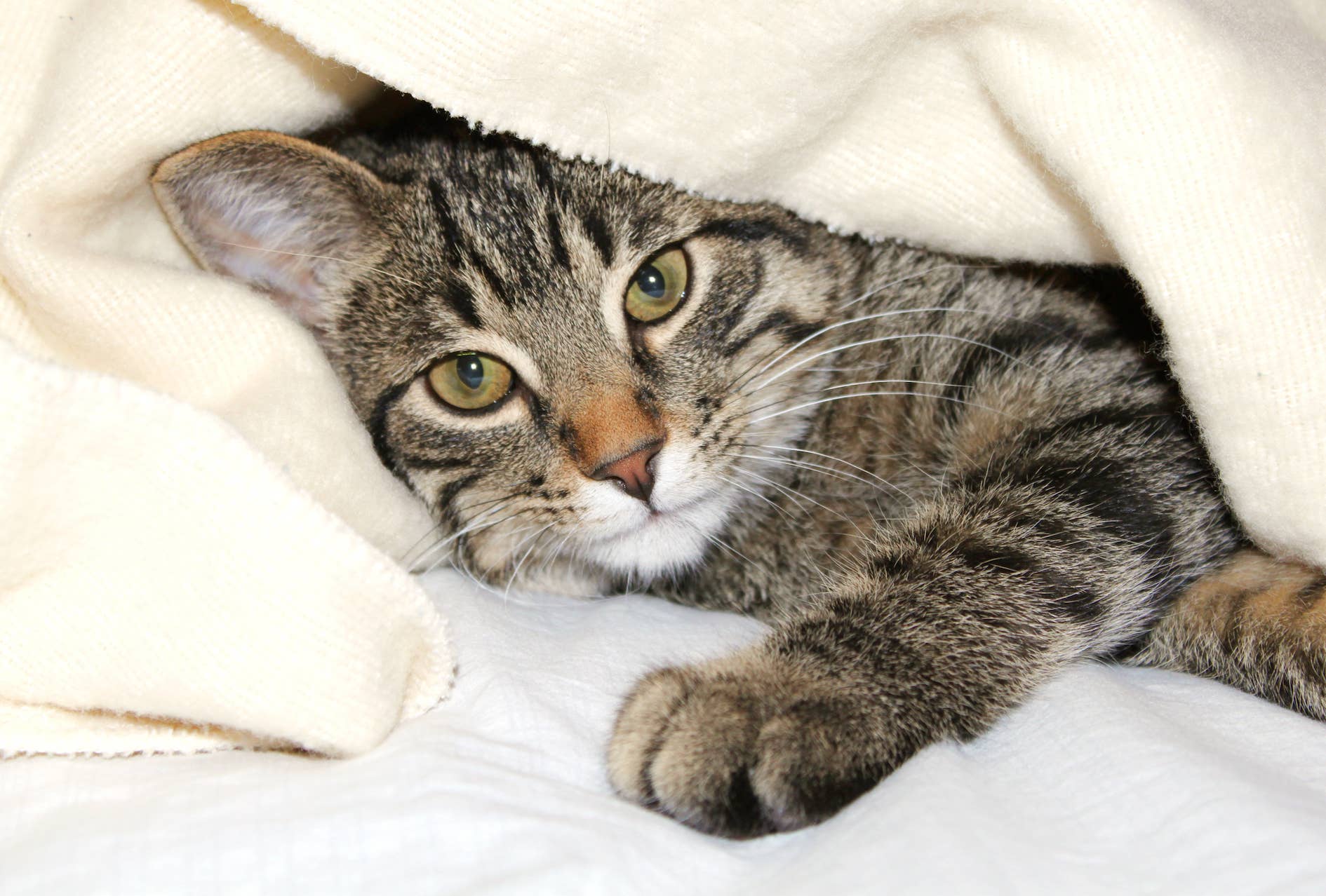 Maryland Shelter in Dire Need of Fosters for Special 'Isolation Cats ...