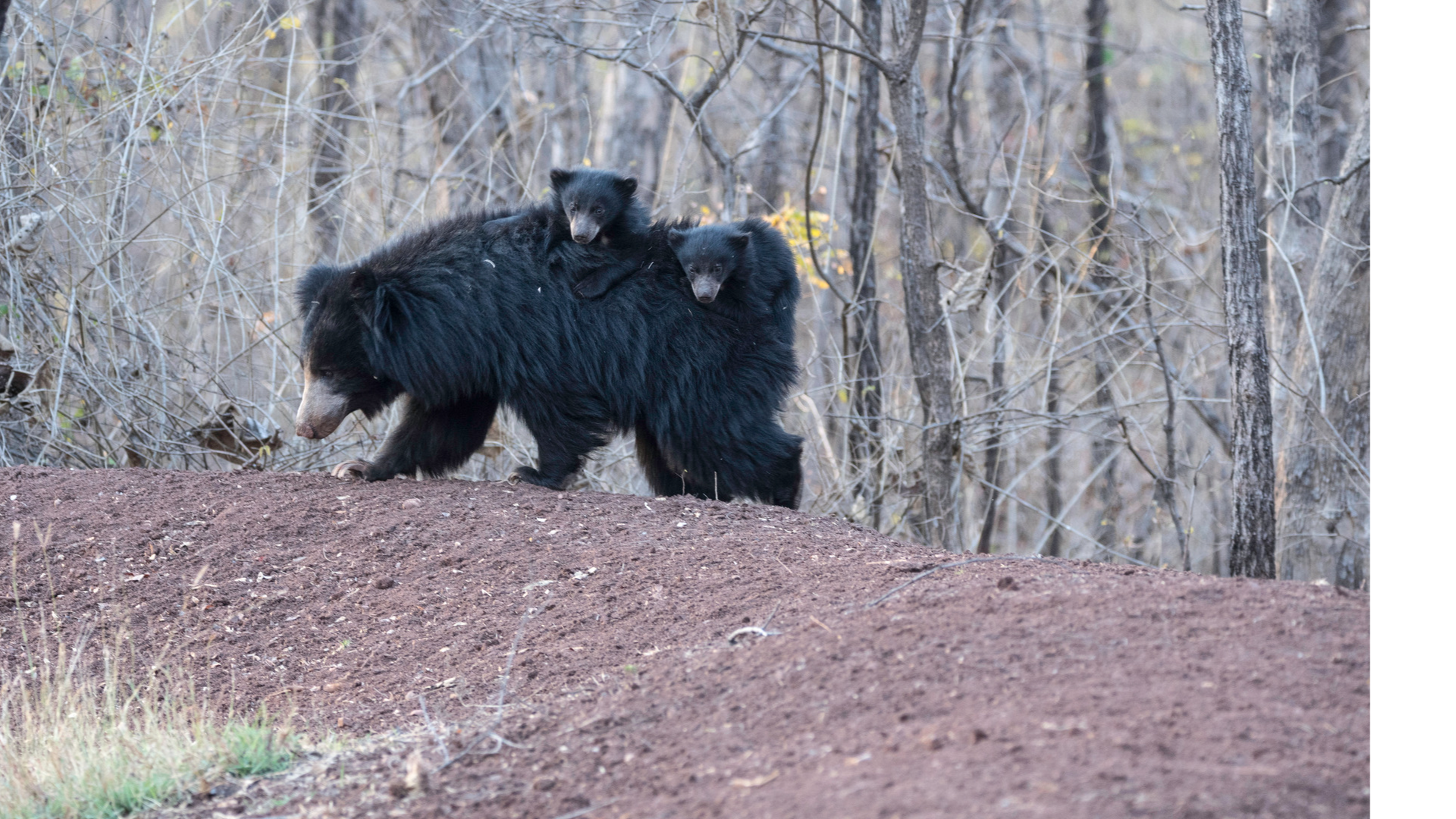 Zoo Miami Welcomes Adorable Sloth Bear Cubs to the Family - PetHelpful