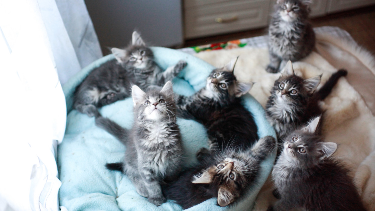 Maine Coon Kittens 'Take Over' Woman's House and It's the Cutest Chaos ...