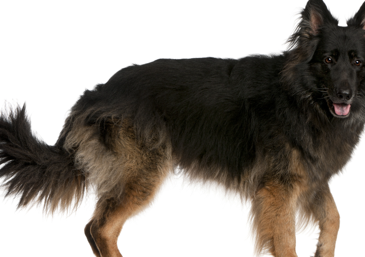 3 Dogs Wagging Their Tails Totally in Sync Is a Whole Vibe - PetHelpful