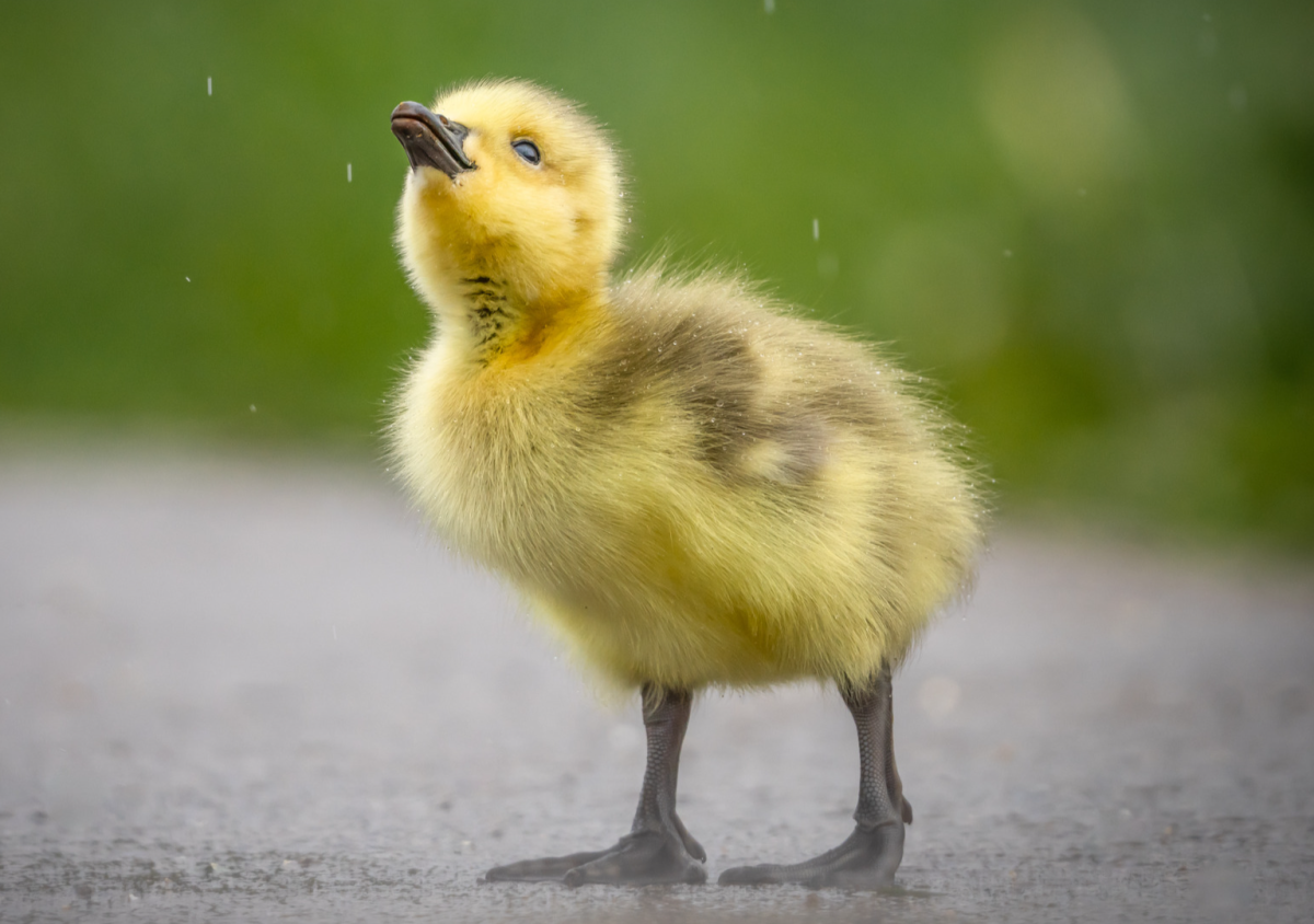 Farmer Gives Goose and Her Babies a Shower and It’s So Fun to Watch ...