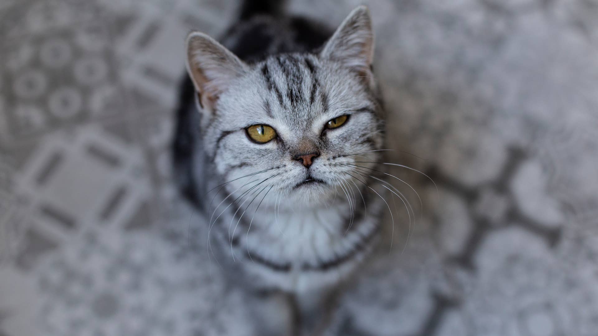 Cat Mom Hilariously Explains Difference Between 'Primary' and 'Spare ...