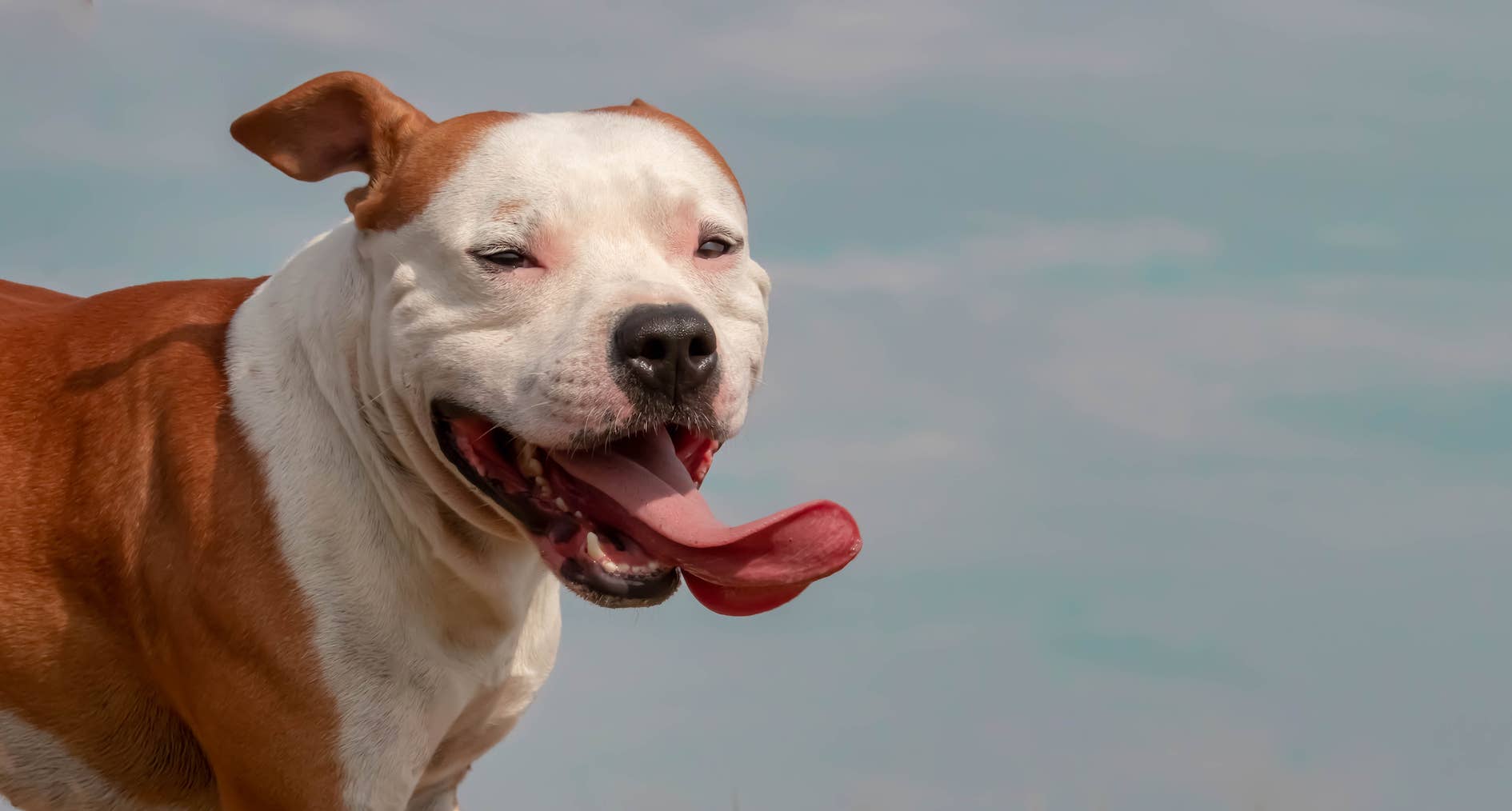 Red-Nosed Pitt Bull Is the Most Gracious Overnight Host for House ...