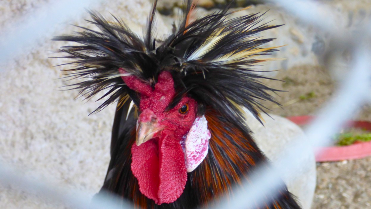 Top 12 Utterly Bizarre Chicken Breeds - PetHelpful