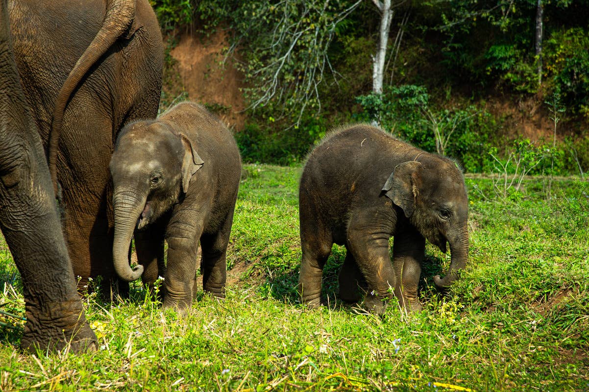 Extremely Rare Set of Elephant Twins Born in Thailand Called a ‘Miracle ...