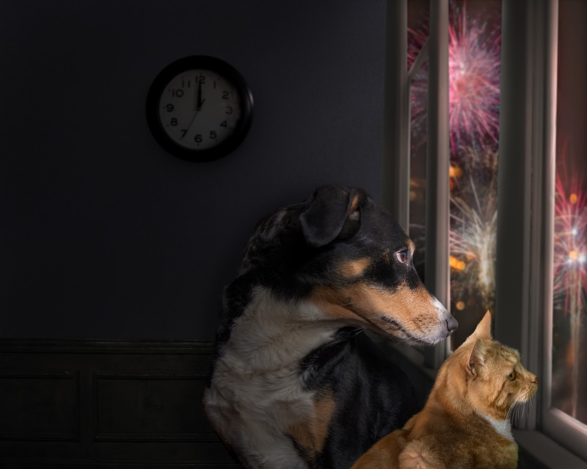 Veterinarian Explains the Real Reason Fireworks Are So Scary for Pets ... Veterinarian Explains the Real Reason Fireworks Are So Scary for Pets ...