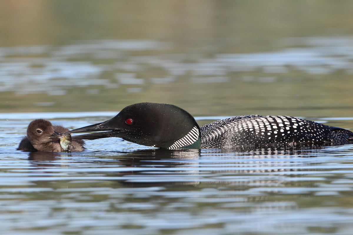 Loon Teaches Baby to Hunt From Pond By Bringing Them the Tiniest Fish ...