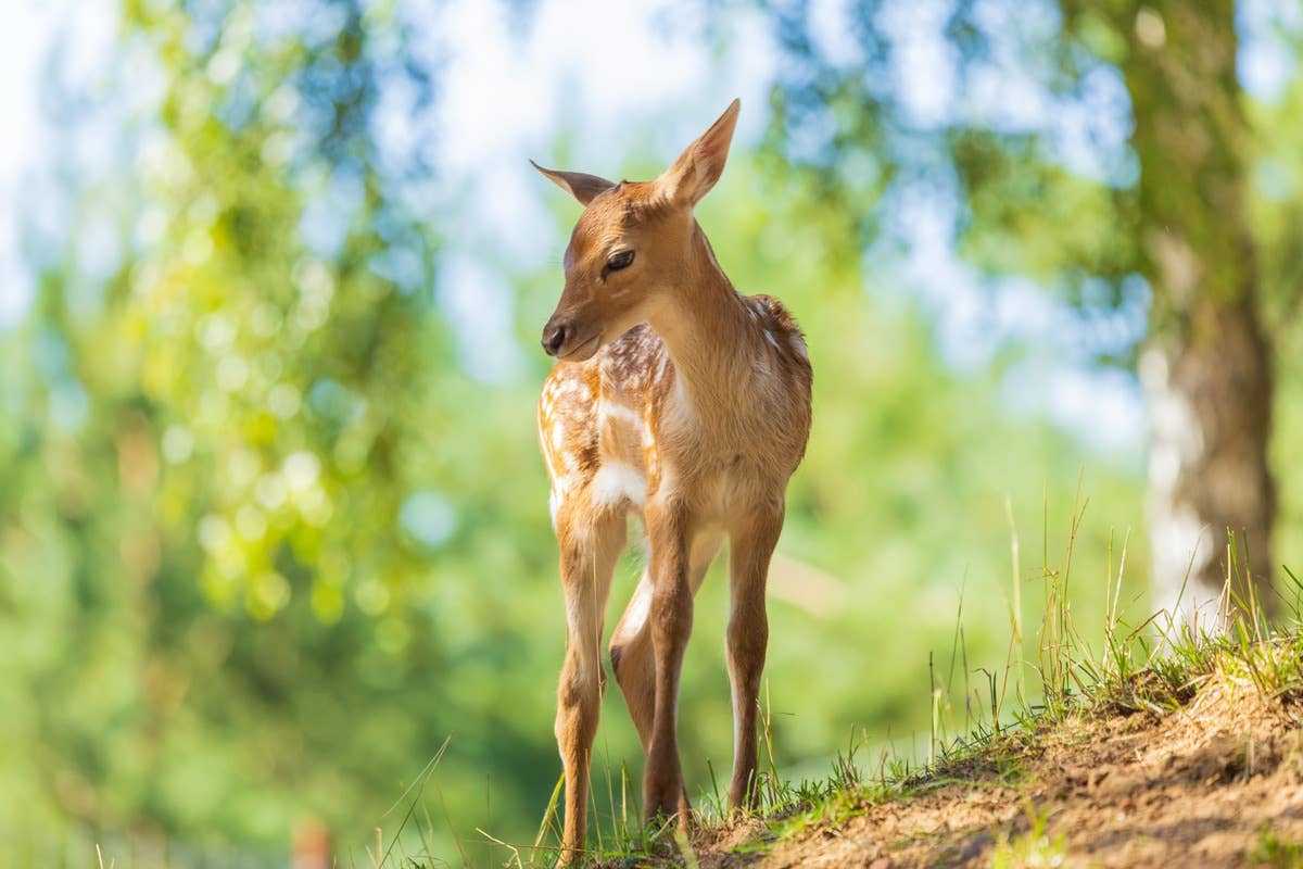 Woman Captures Video of Fawn Playing in the Rain and It’s Impossible to ...
