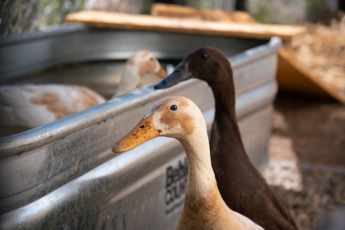 Pet Duck Hops for Joy Over Mealtime and It’s Absolutely Adorable ...