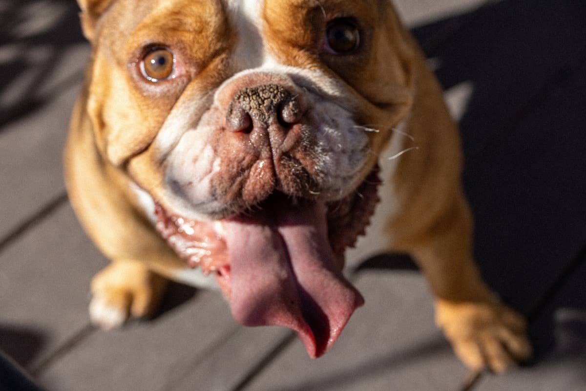 English Bulldog Happily Playing with His Monster Truck Is Making ...