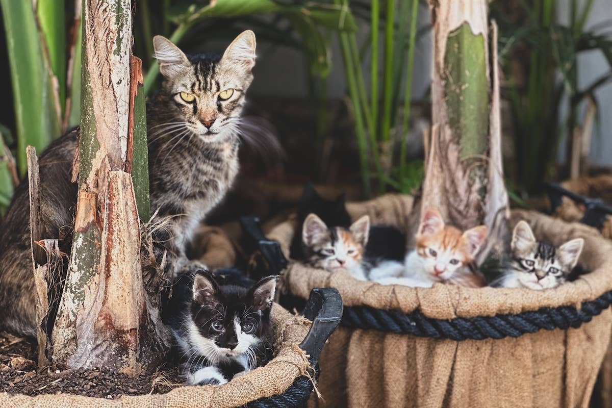 Saga of Stray Cat and Her 8 Tiny Kittens Is Melting Everyone's Hearts ...