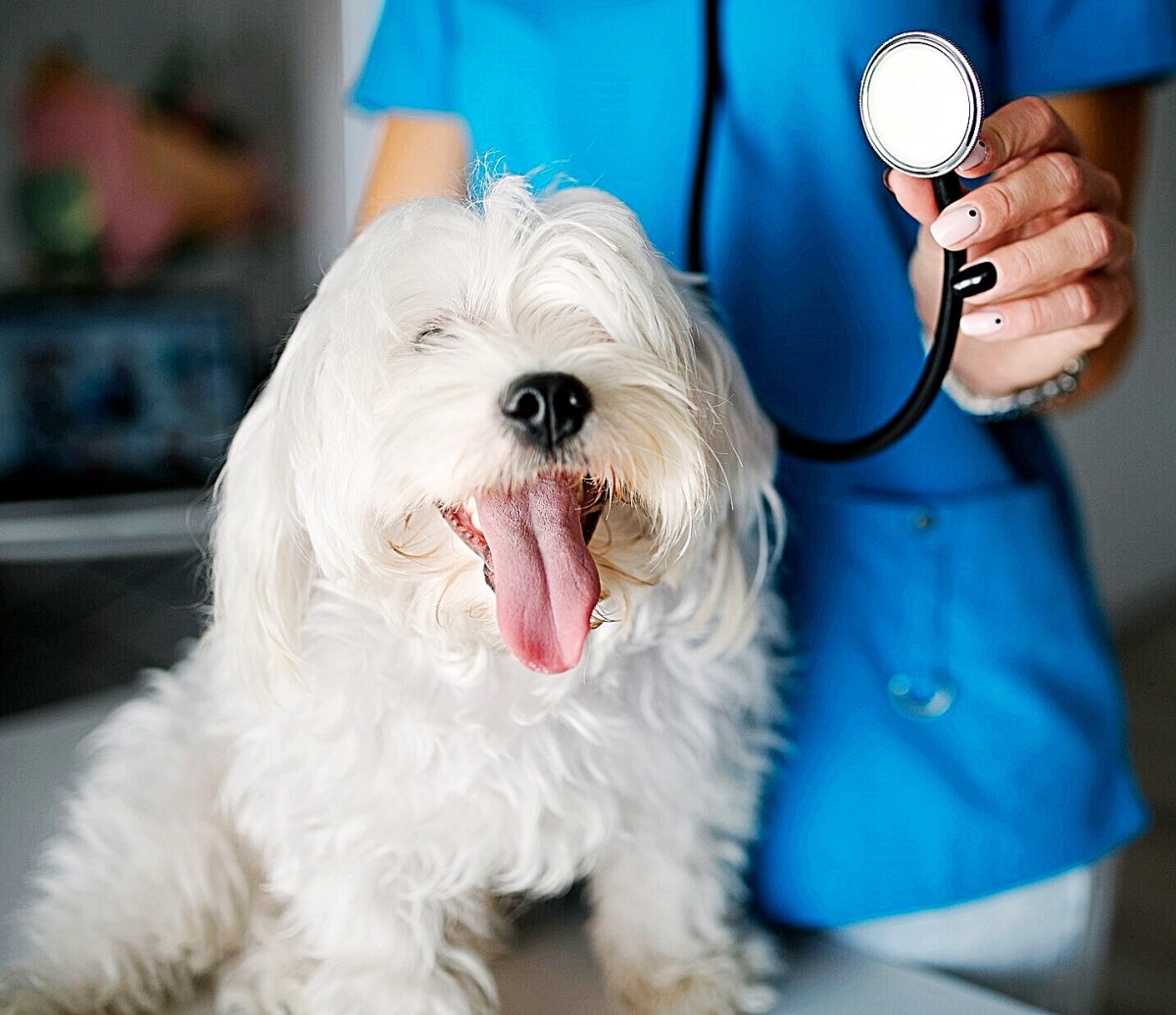 13 Causes of Black Diarrhea in Dogs - PetHelpful