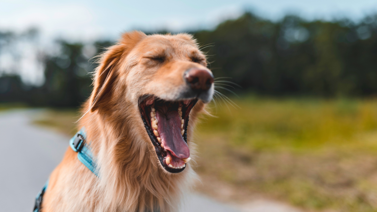 6 Reasons Why Dogs Yawn (And When to Worry) - PetHelpful