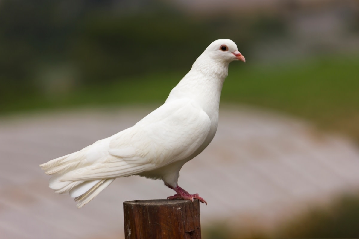 Why Does My Dove Have a Scaly Beak? - PetHelpful