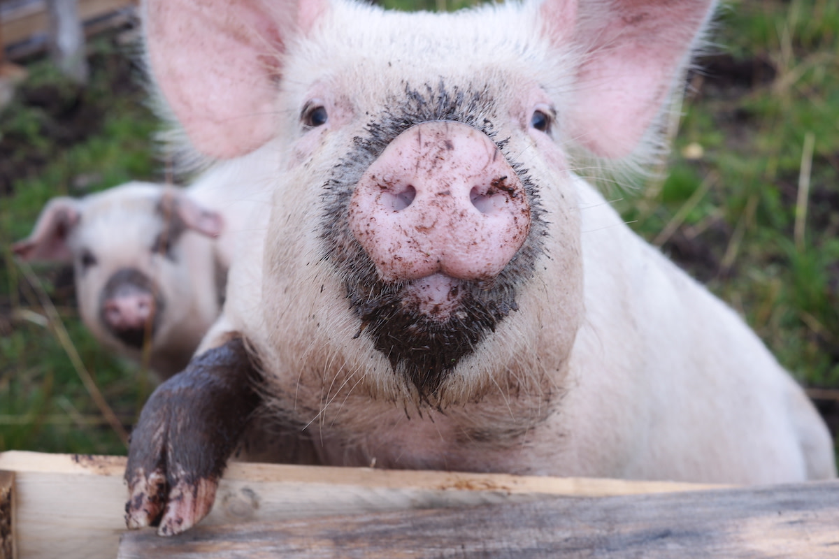 Farmer's Pig Opens Window and Breaks Into House in Middle of Night & It ...
