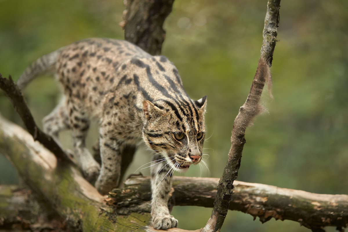 Endangered Asian Wildcat Explores New Habitat at Memphis Zoo with Wide ...